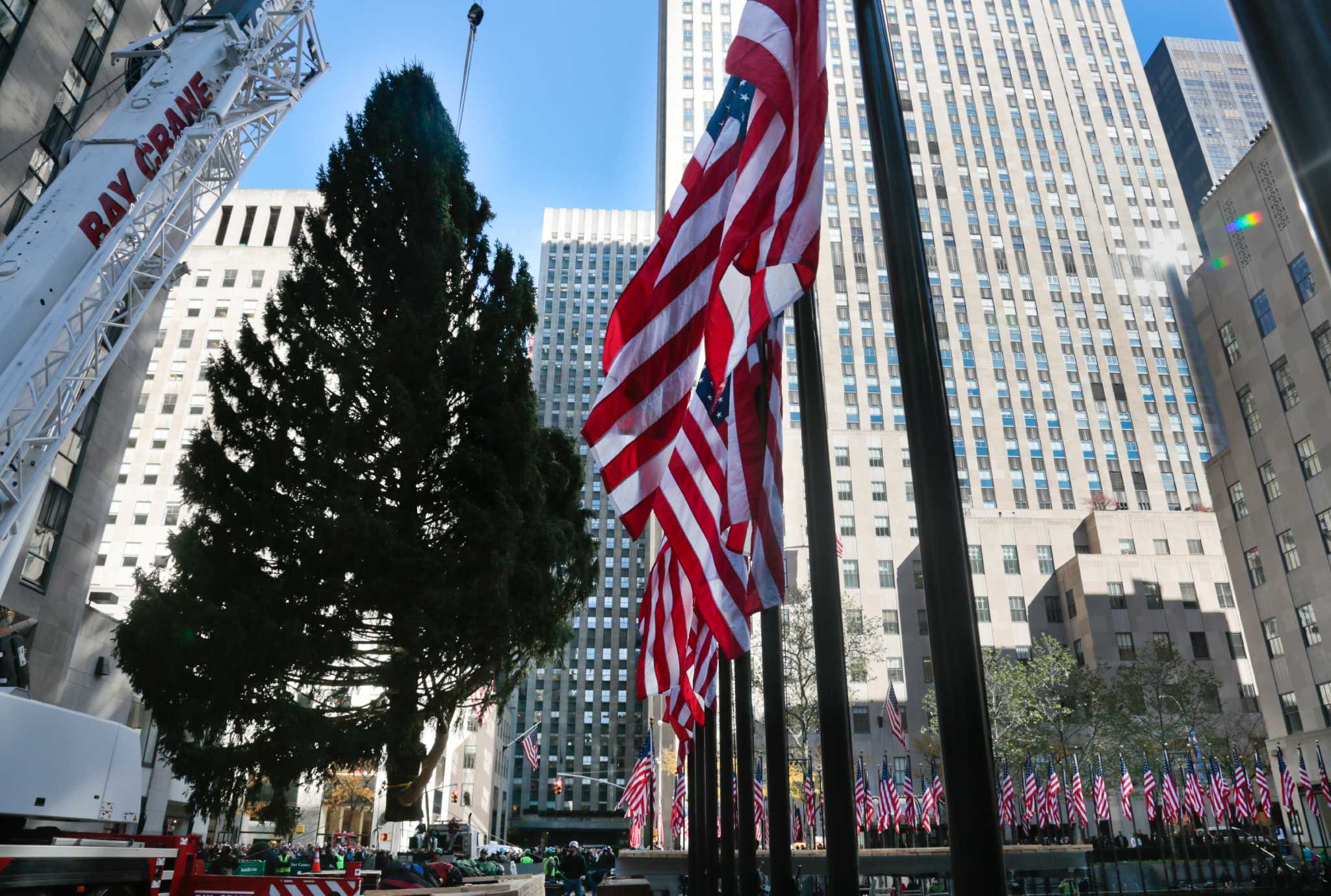 Shelton spruce to grace Rockefeller Center