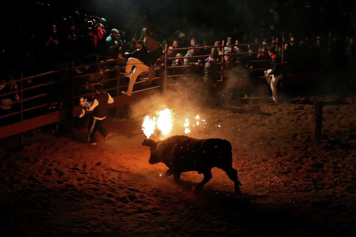 Bull on fire photos: Is the 'Toro de Jubilo' festival in Spain too cruel?