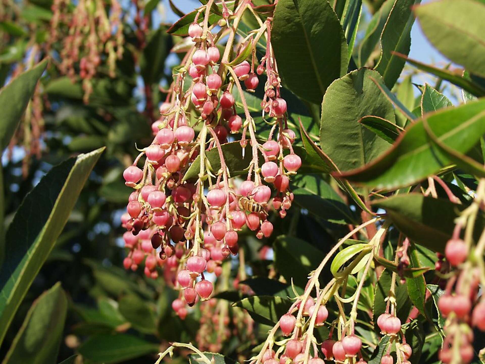 Madrone trees' fall trunk show