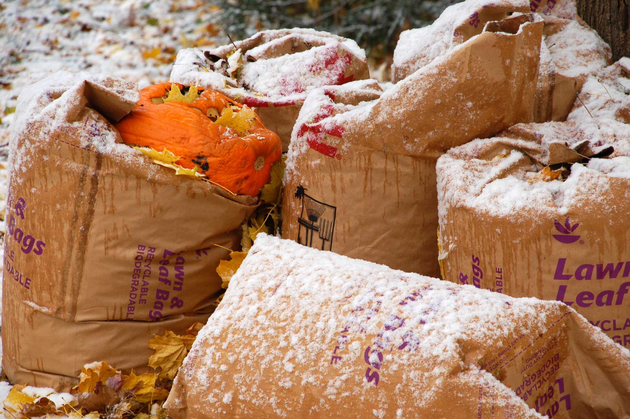 Westport's autumn gilded by today's early snowfall