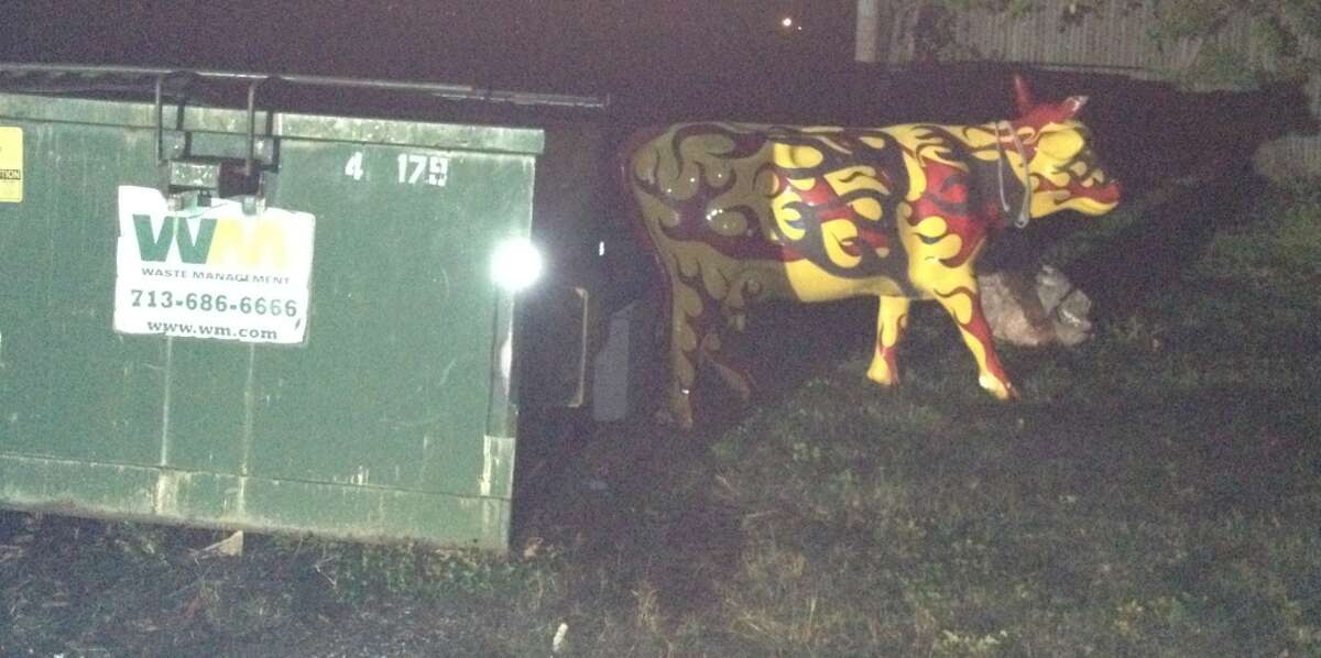 Thunder the kidnapped cow is back home at Heights business