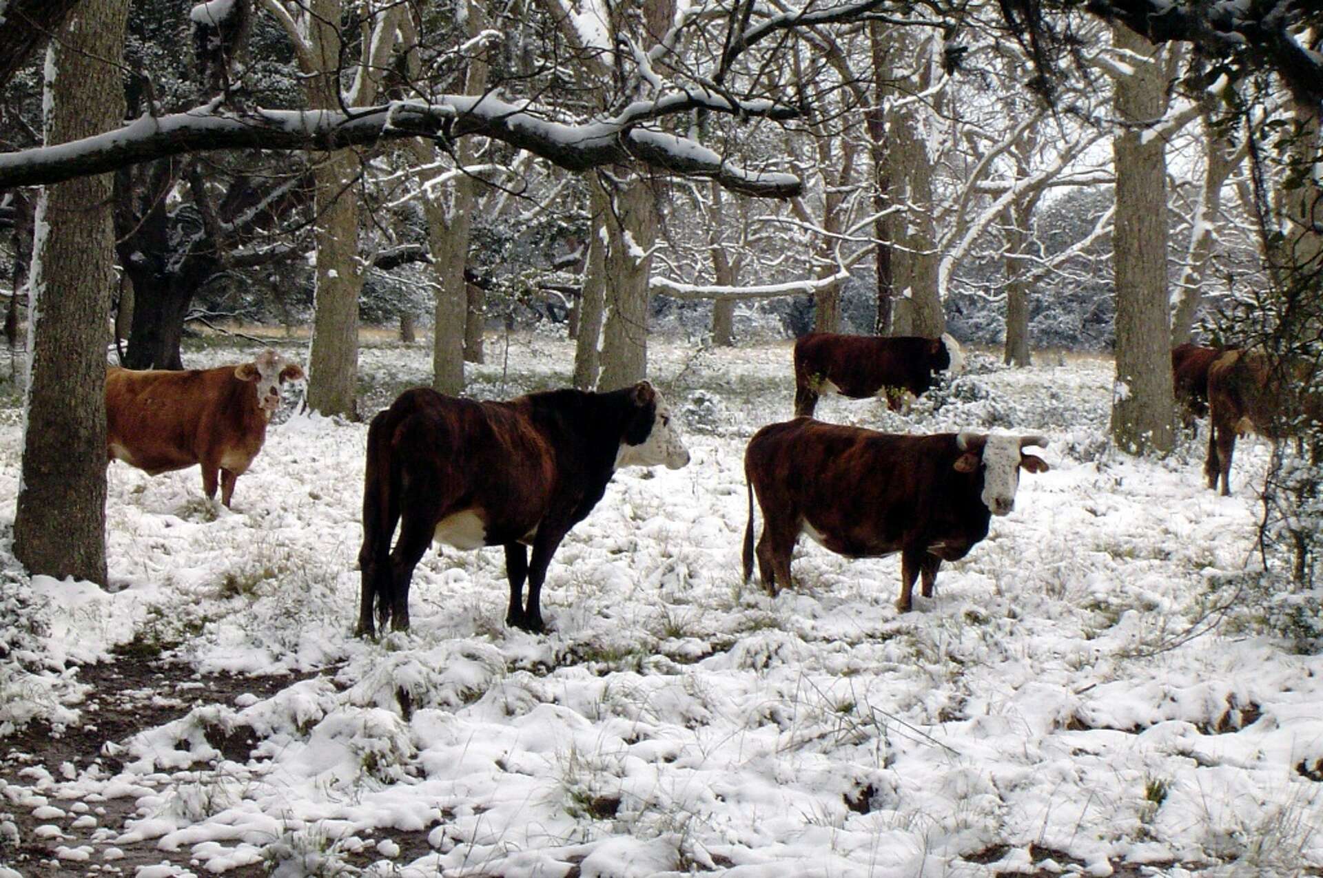 Looking back at Houston's White Christmas in 2004