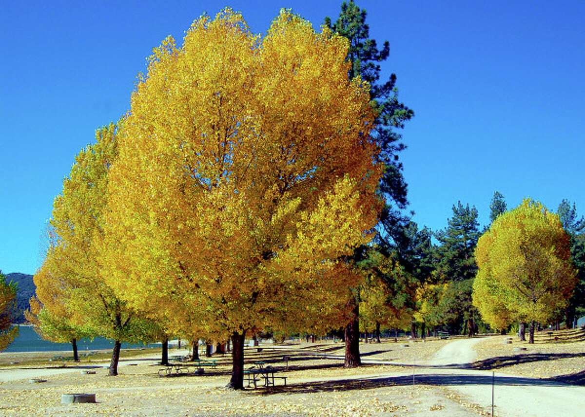 Fall foliage map predicts when the leaves will change and where