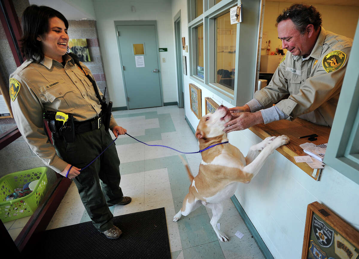 Pit bulls accumulating in area animal shelters