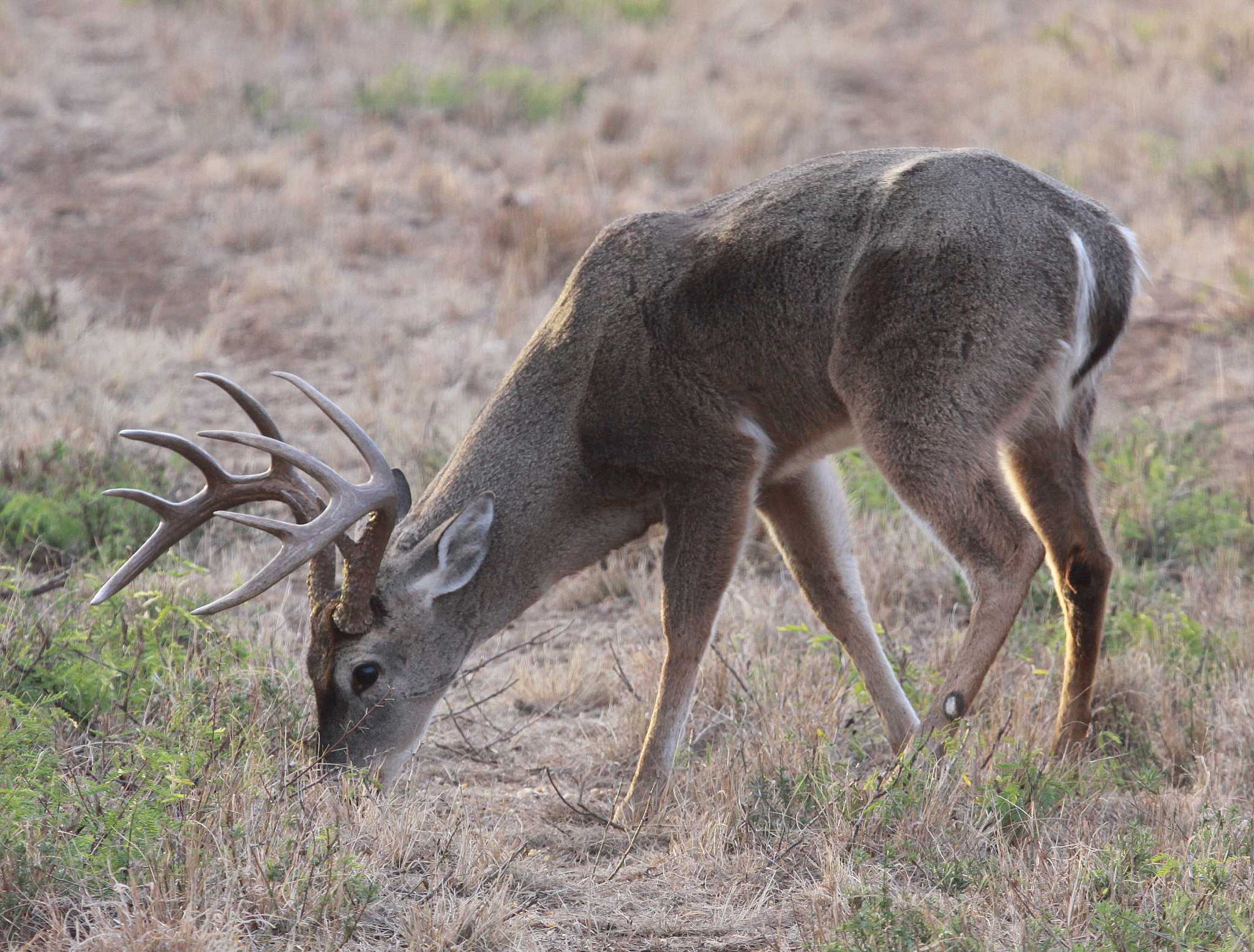 Deer don't disappoint after hunters' early optimism