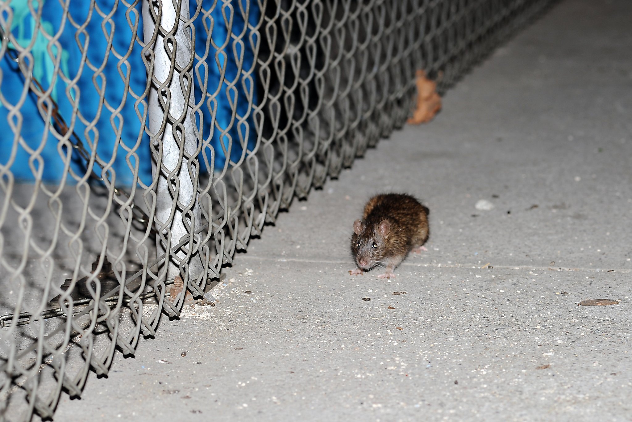 SF rat population growing, 1991