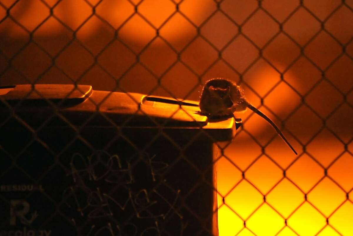 Rats scatter from Central Subway construction