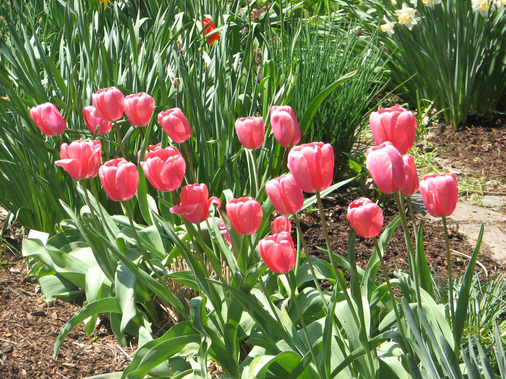 Bulbs for a sprightly spring (and beyond)