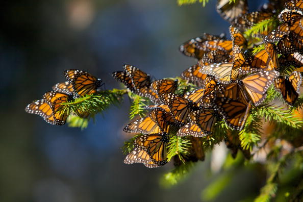 Disappearing Texas Monarch butterfly will get federal assistance