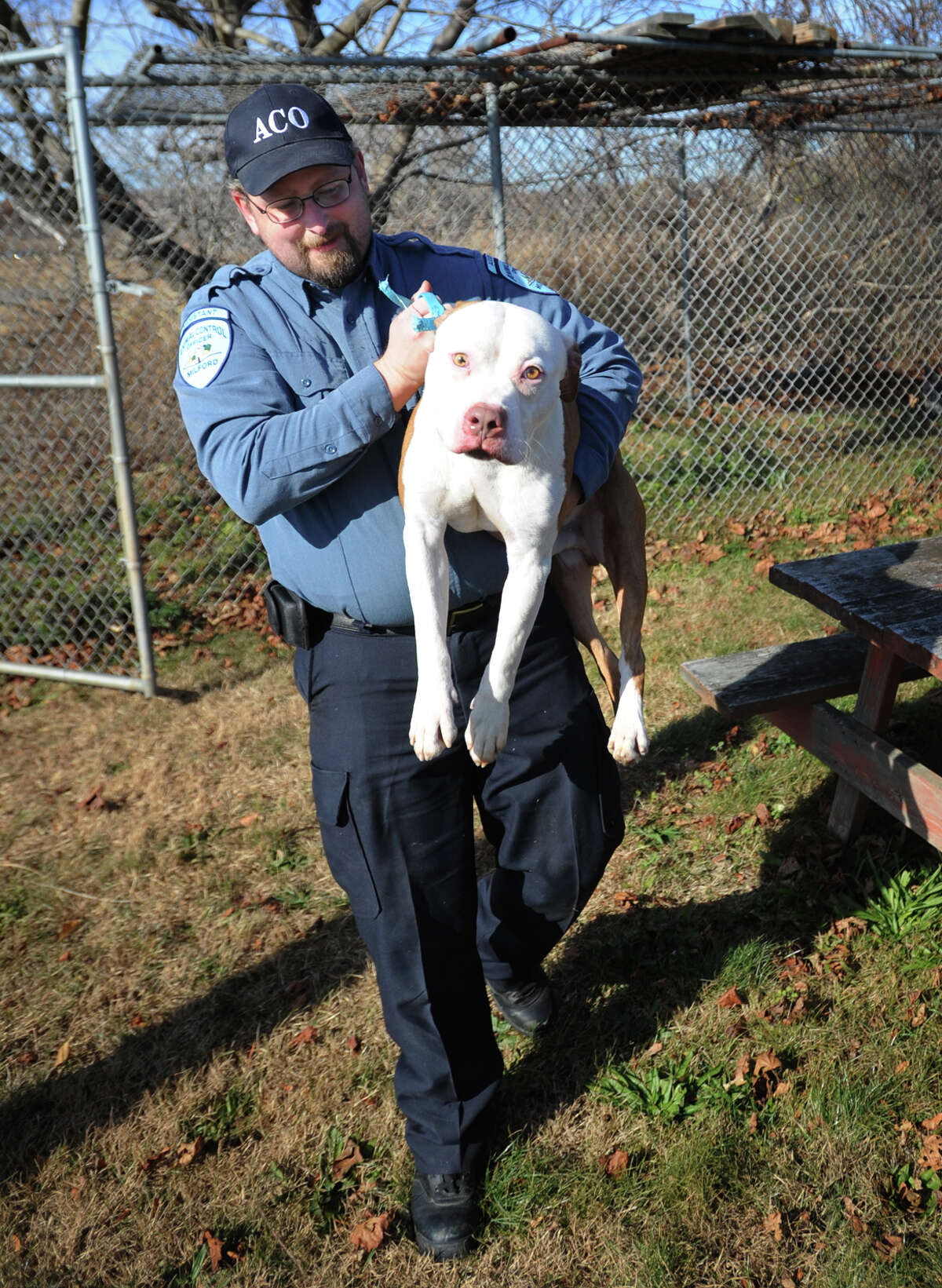 Pit bulls dominate shelters