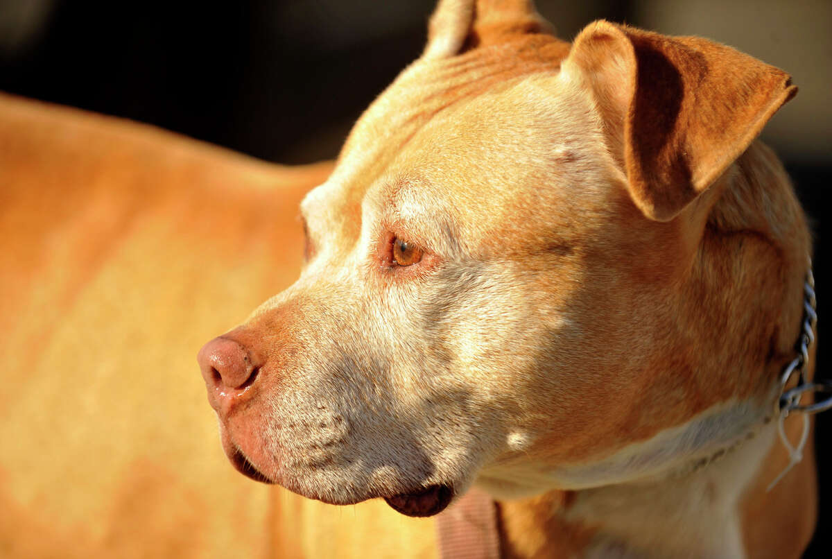 Danbury-area shelters limit pit bulls
