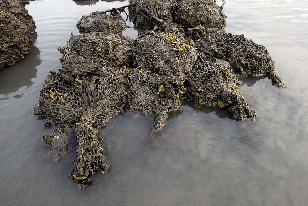 2 million oysters in bay begin restoration effort