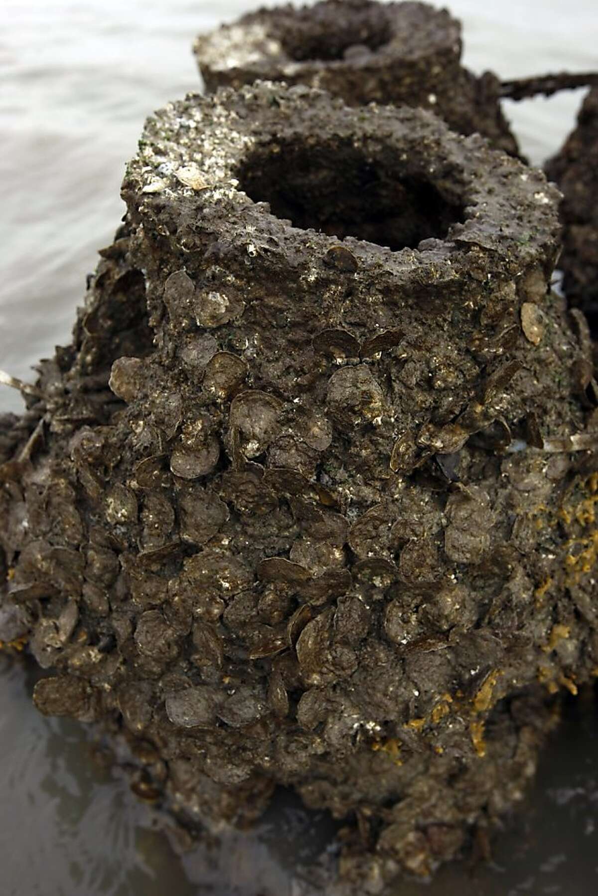2 million oysters in bay begin restoration effort