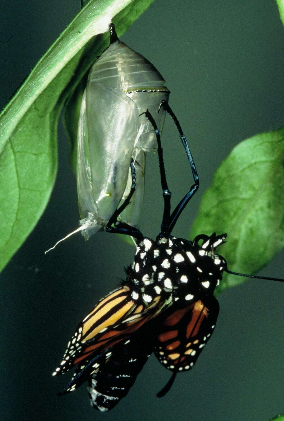 Ten ways to save monarch butterflies