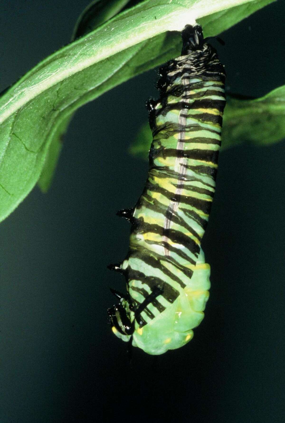 Ten ways to save monarch butterflies