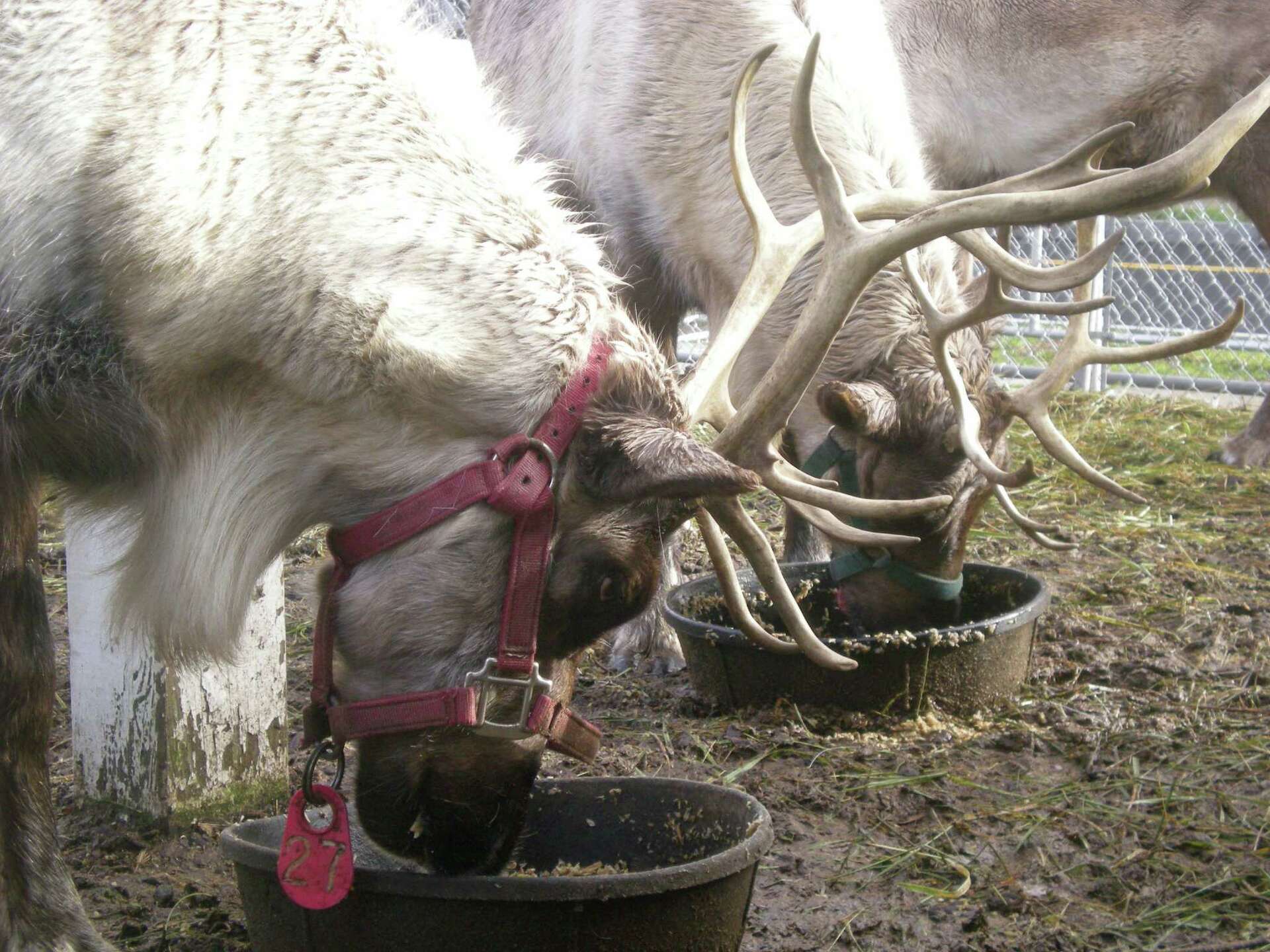 Santa returns to Greenwich for Reindeer Festival, Holiday Stroll