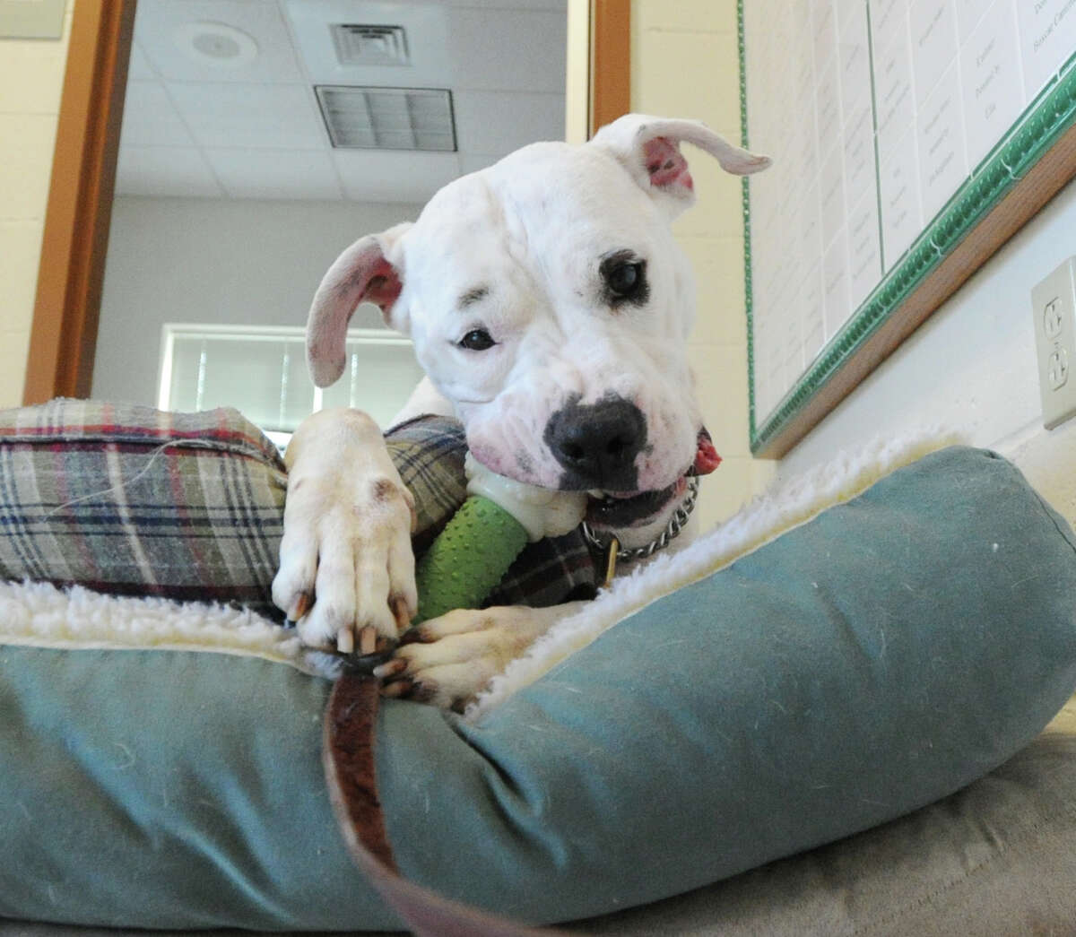 Pit bulls dominate shelters