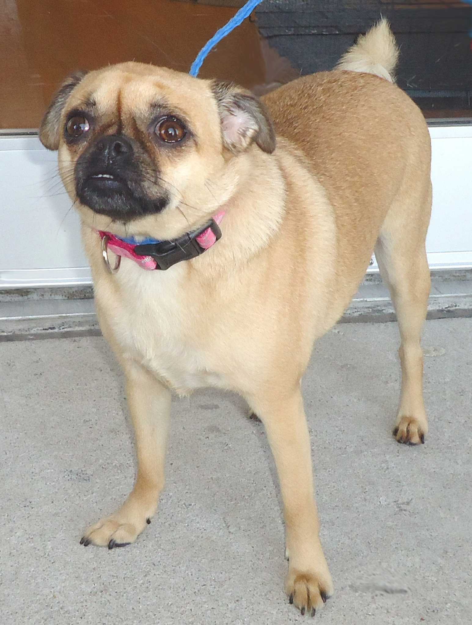 Pethouse Pet of the Week