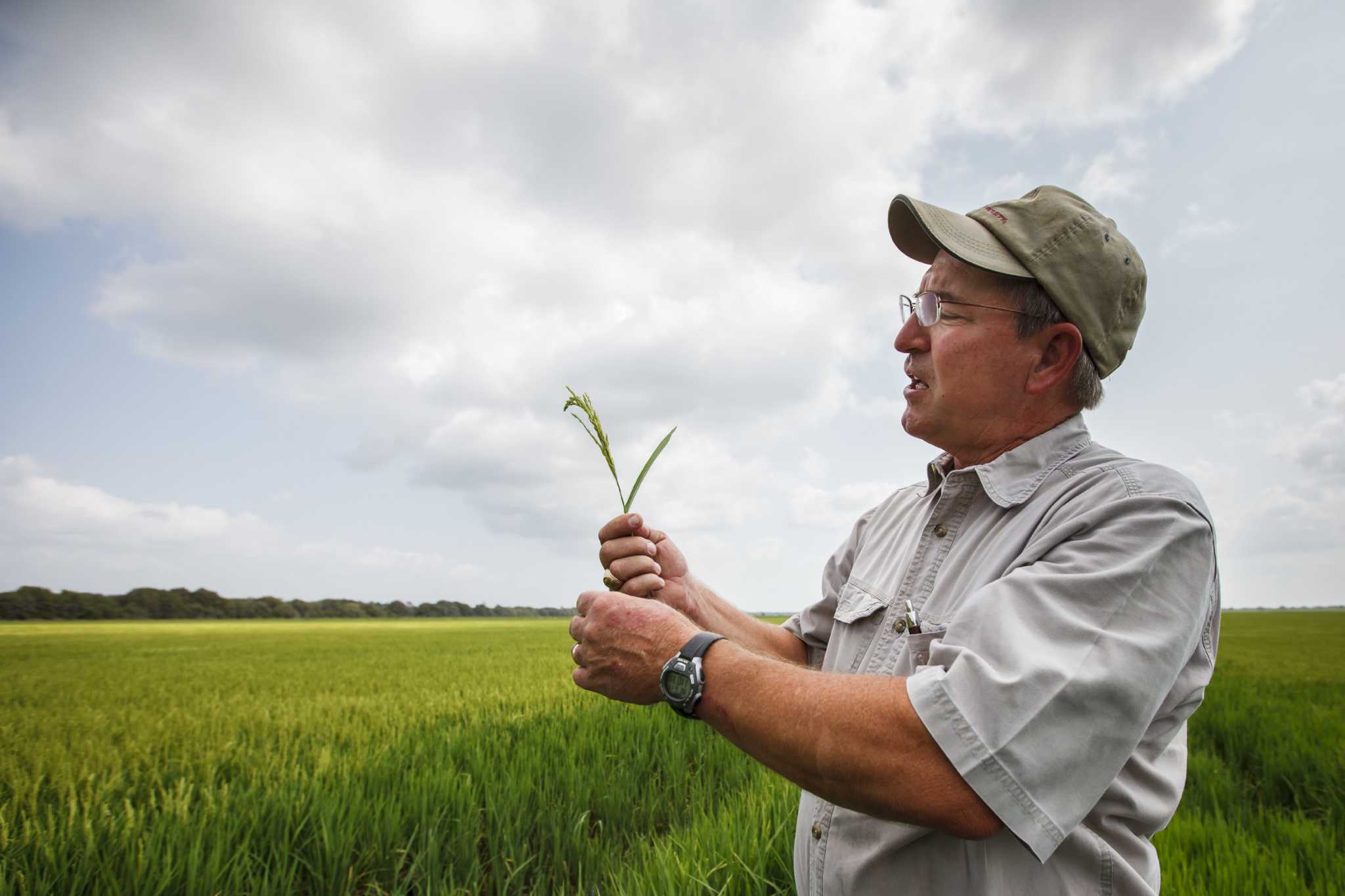 Rice farmers eye third year without irrigation water