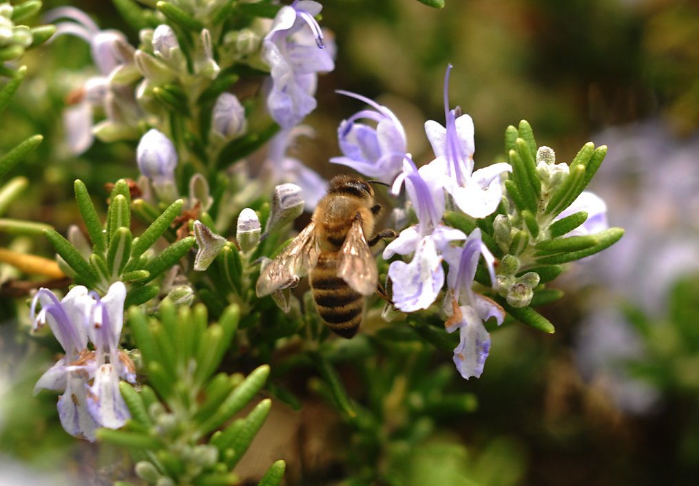 S.F. bees have plenty to eat year-round