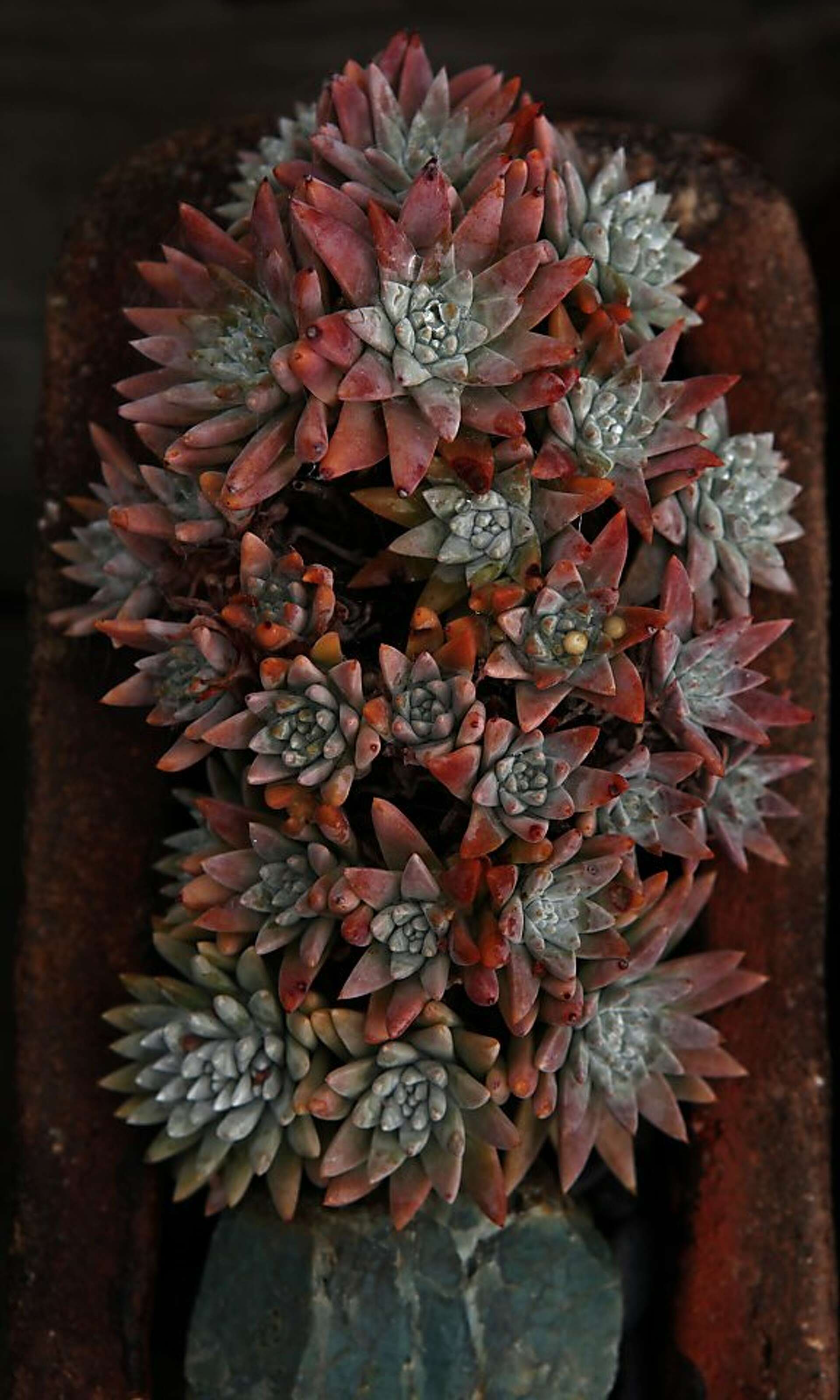 Introducing distinctive California native plants