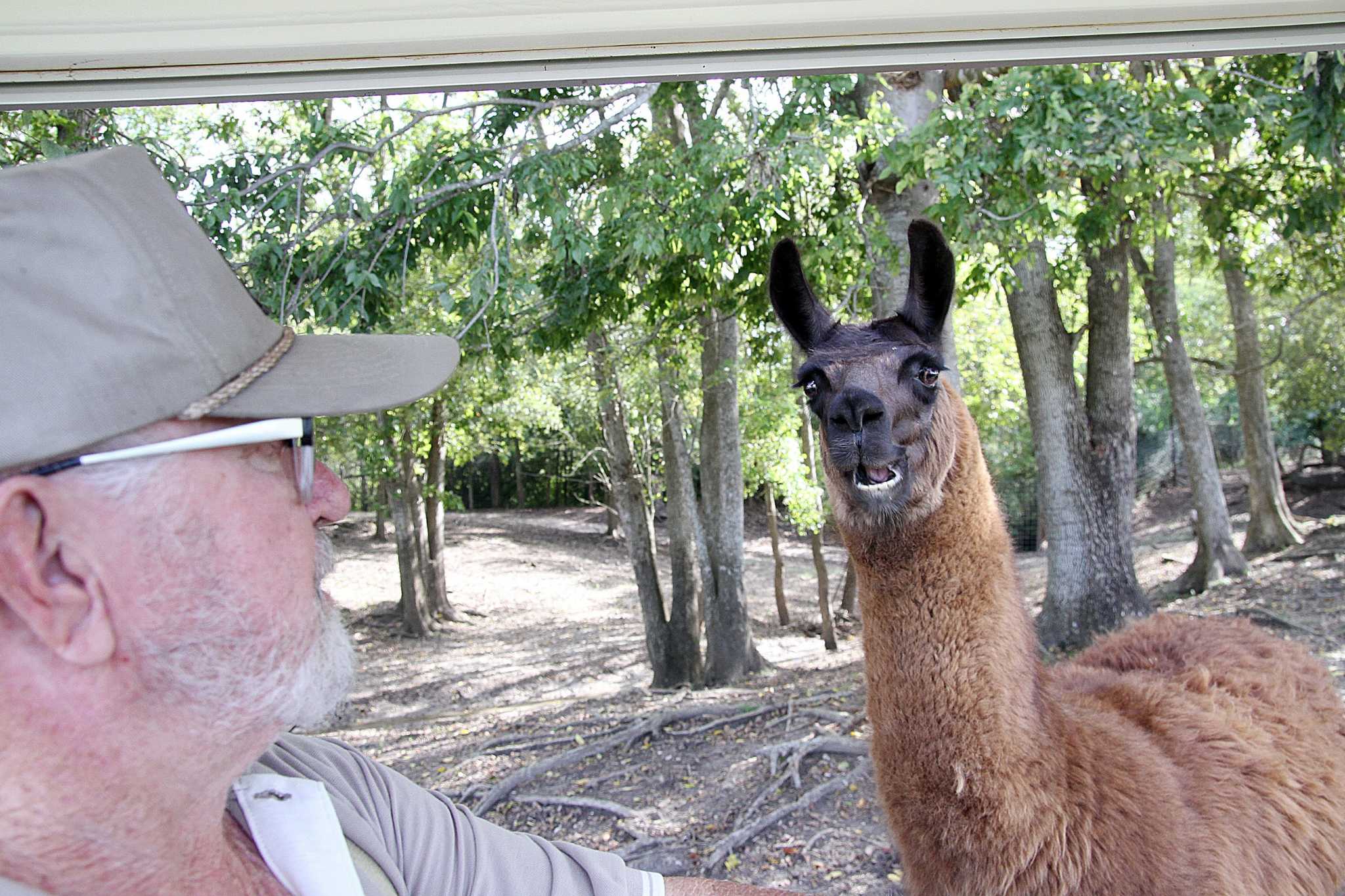 Alvin zoo brings wildlife to you