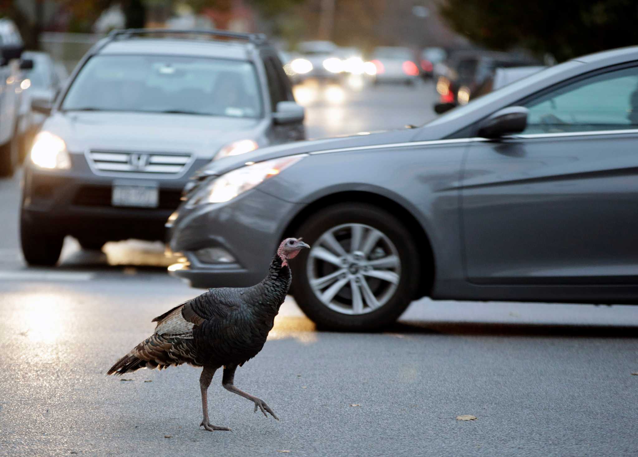 Urban turkeys