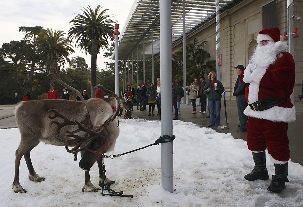 Reindeer visit the Cal Academy of Sciences
