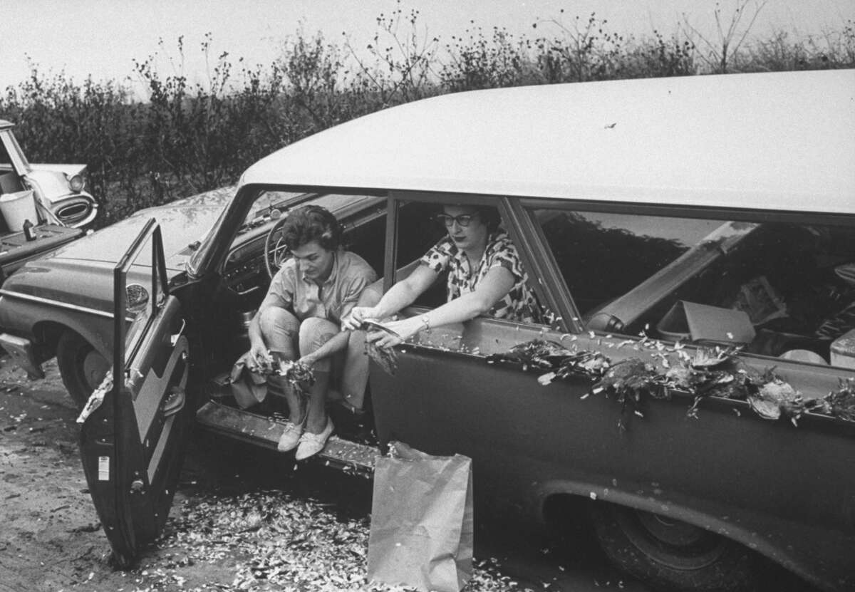 Dove hunters rule in Texas