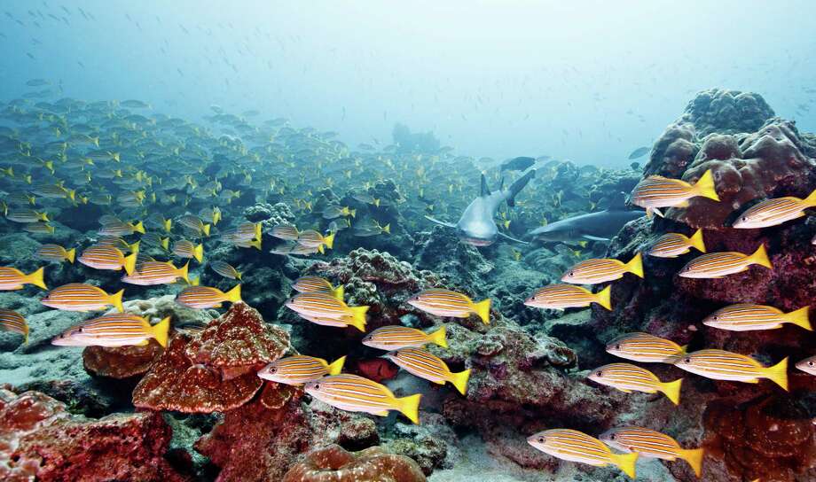 A daring dive into the wild blue off Costa Rica - SFGate