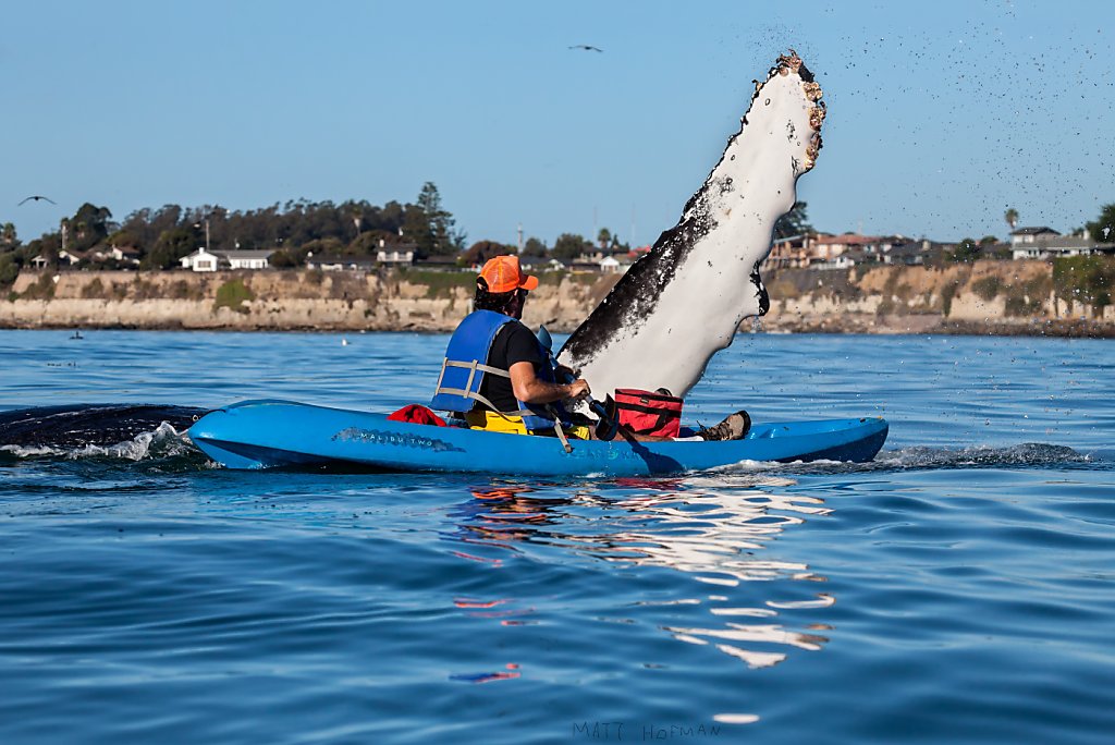 Whales Put On Show Off California Coast
