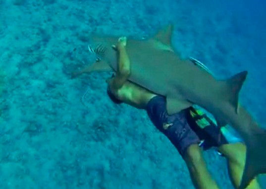 Please do not hug the sharks, experts say