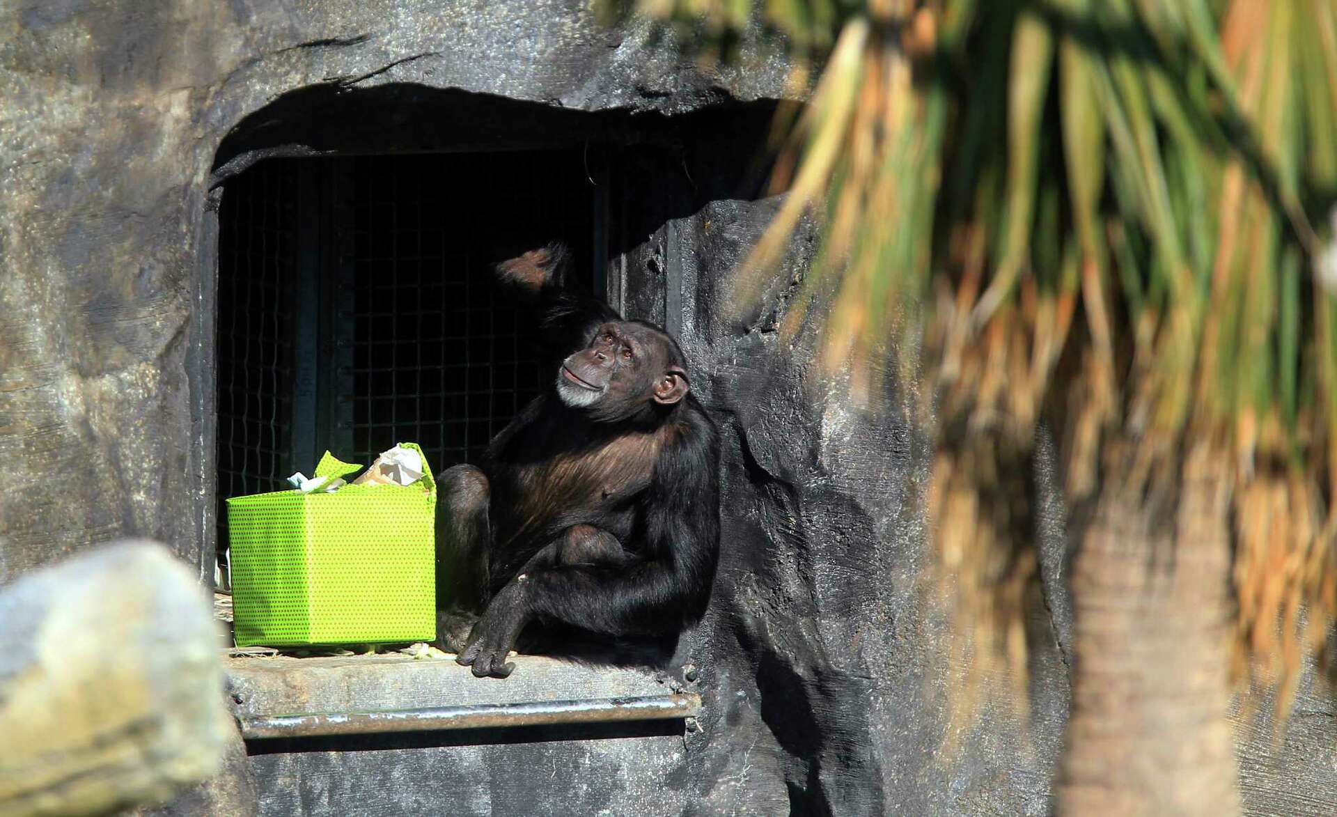 6 chimps from private home enter much larger world at Houston Zoo