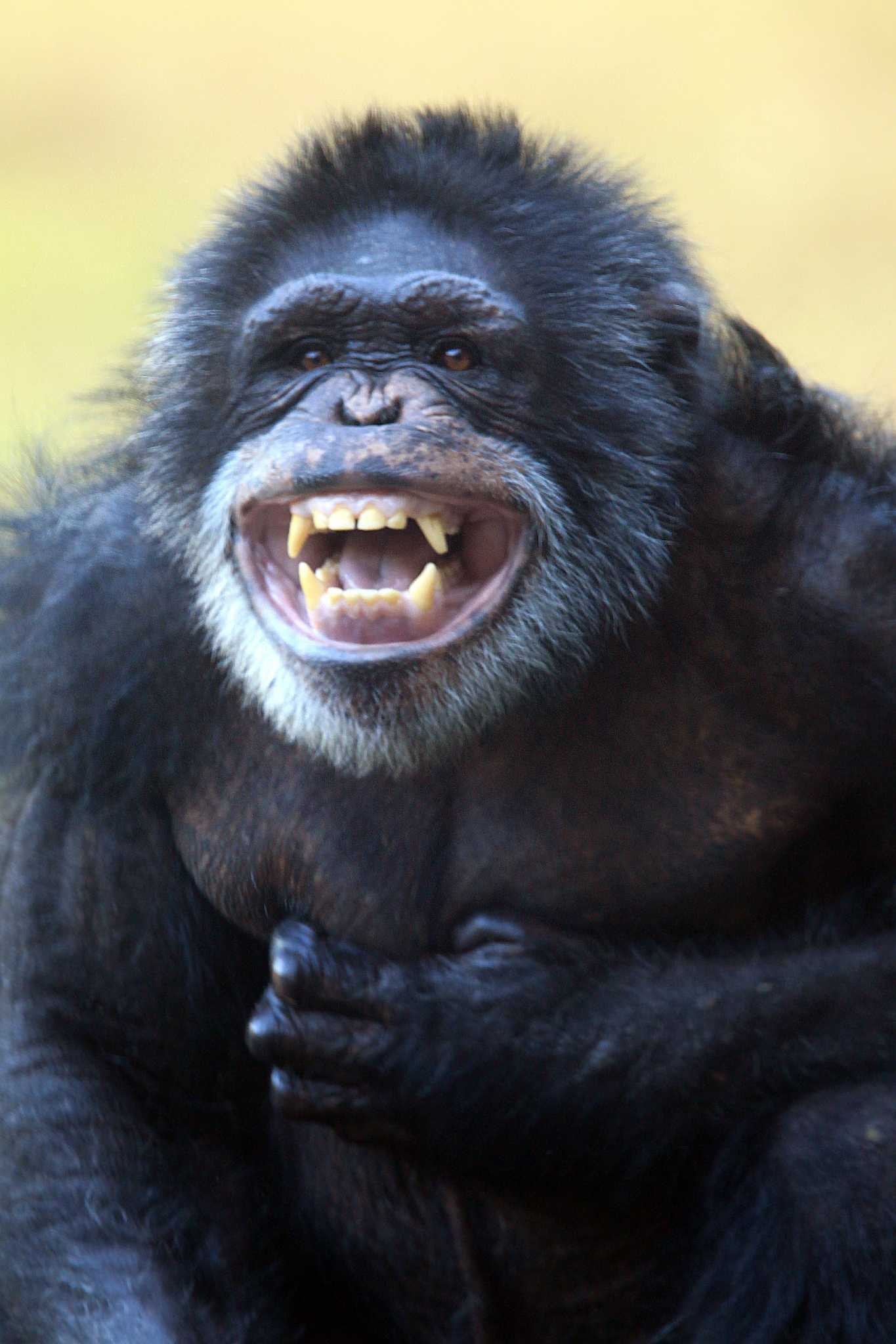 6 chimps from private home enter much larger world at Houston Zoo