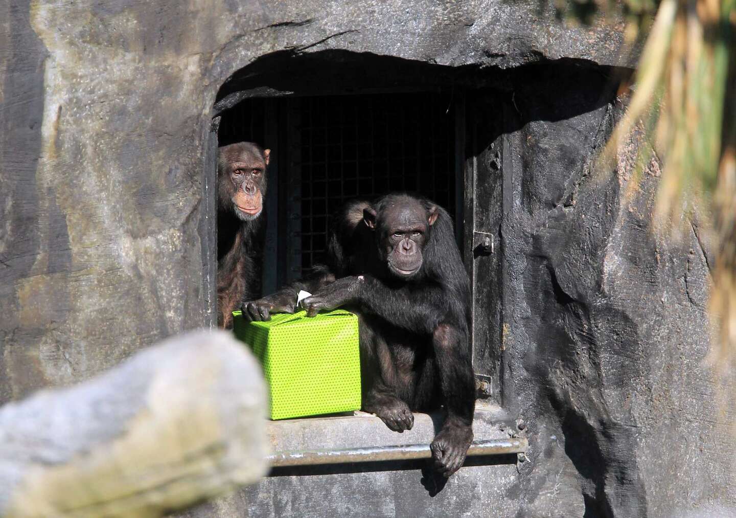 6 chimps from private home enter much larger world at Houston Zoo