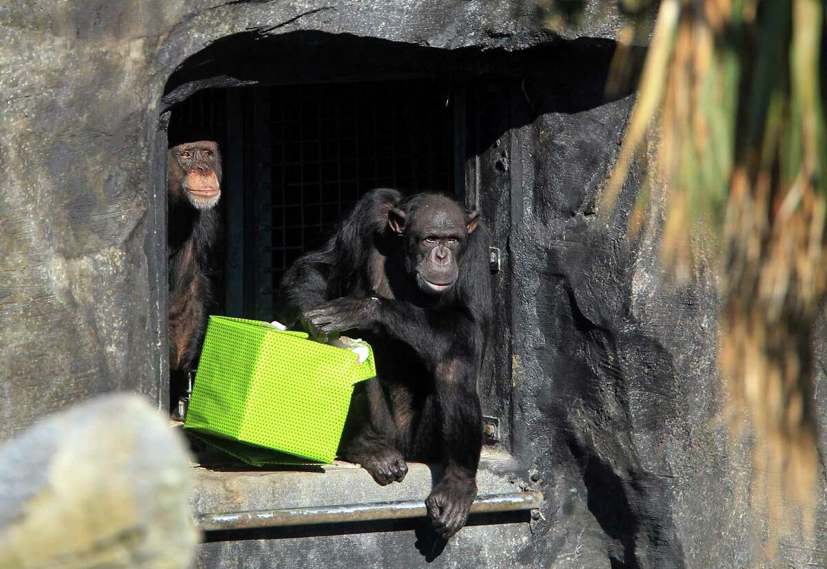 6 chimps from private home enter much larger world at Houston Zoo