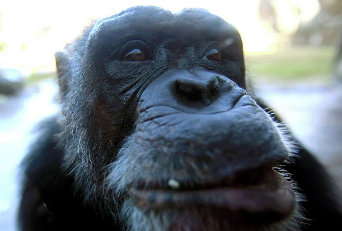 6 chimps from private home enter much larger world at Houston Zoo