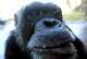 6 chimps from private home enter much larger world at Houston Zoo