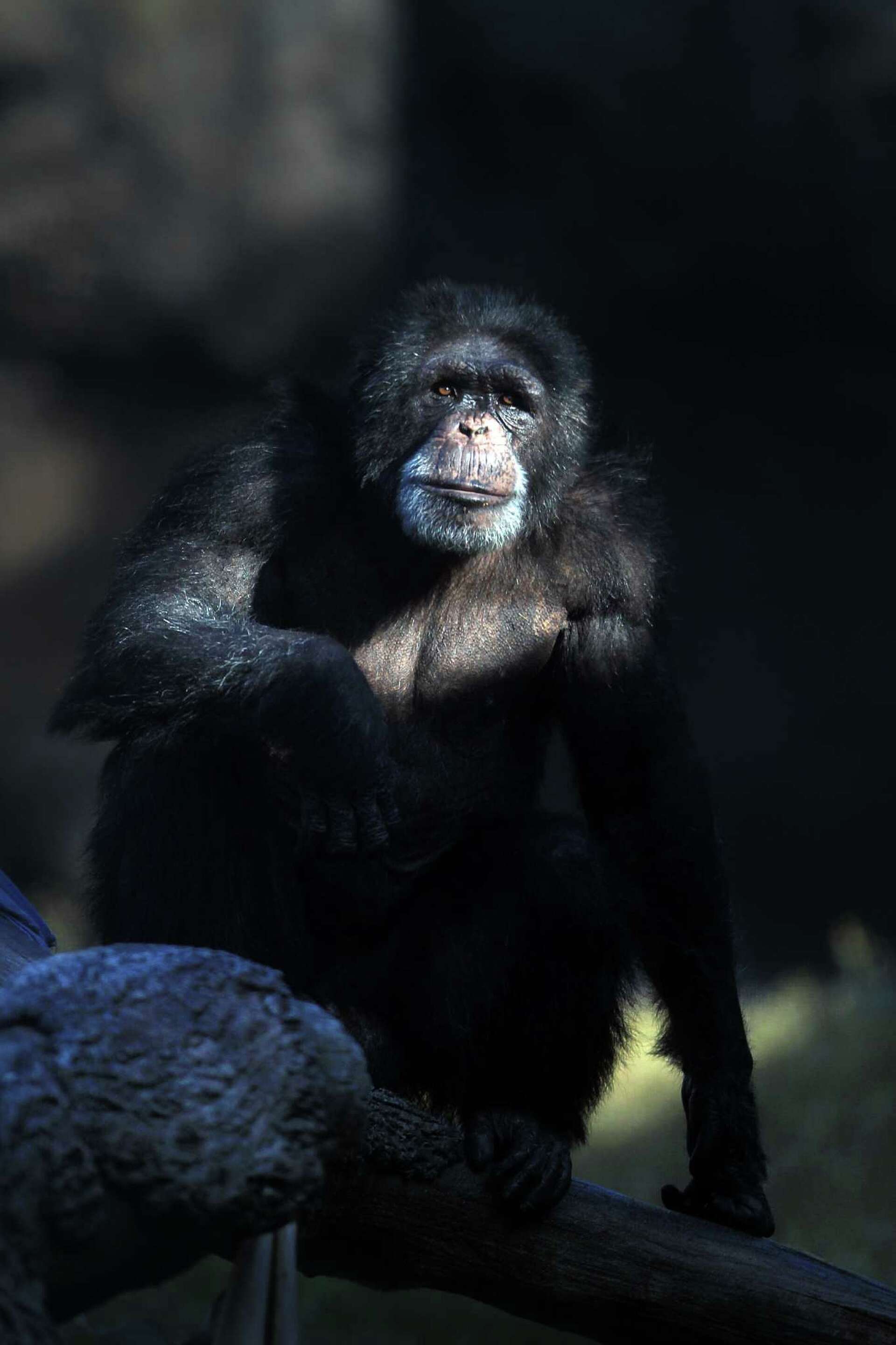 6 chimps from private home enter much larger world at Houston Zoo