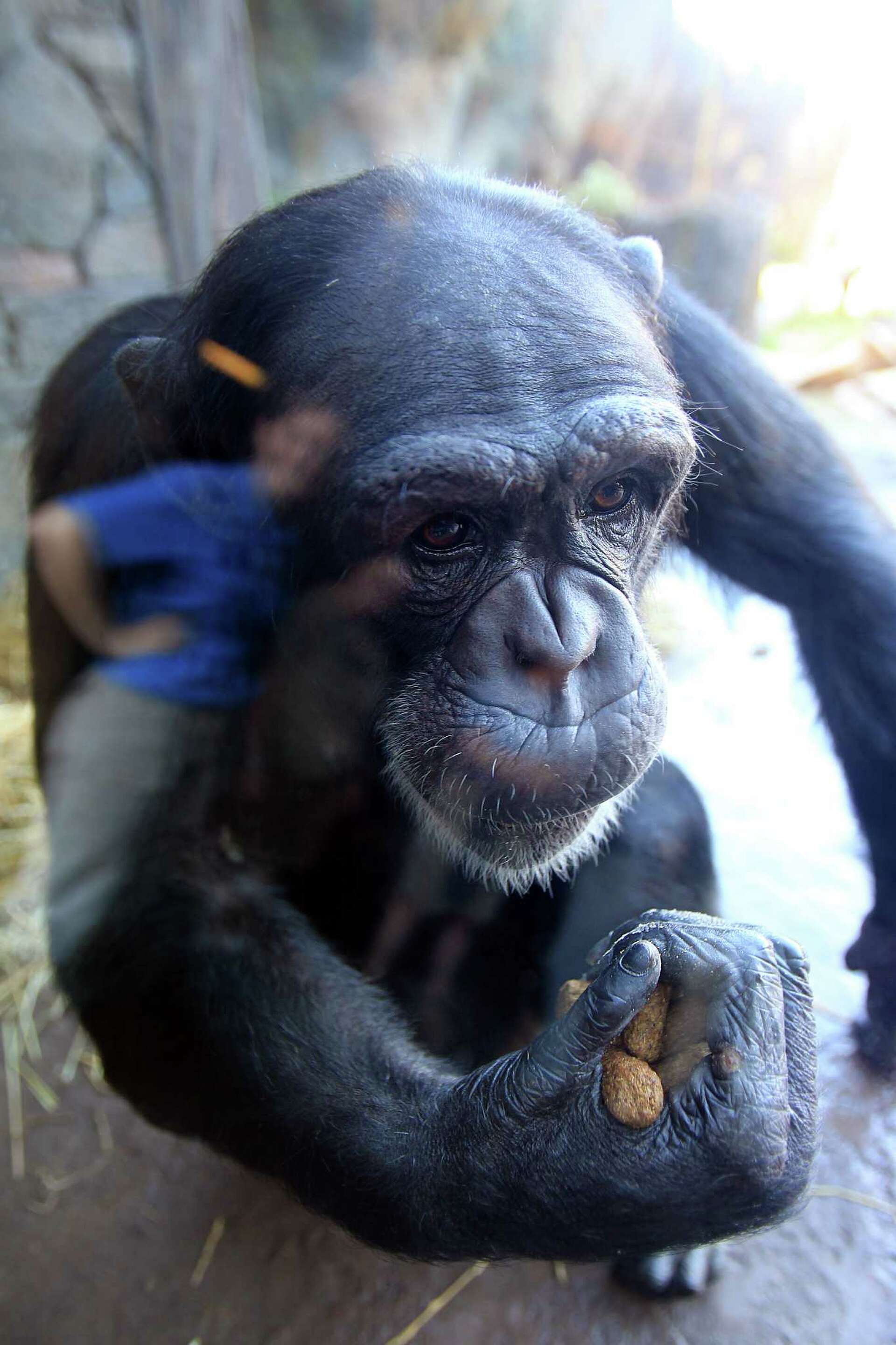 6 chimps from private home enter much larger world at Houston Zoo