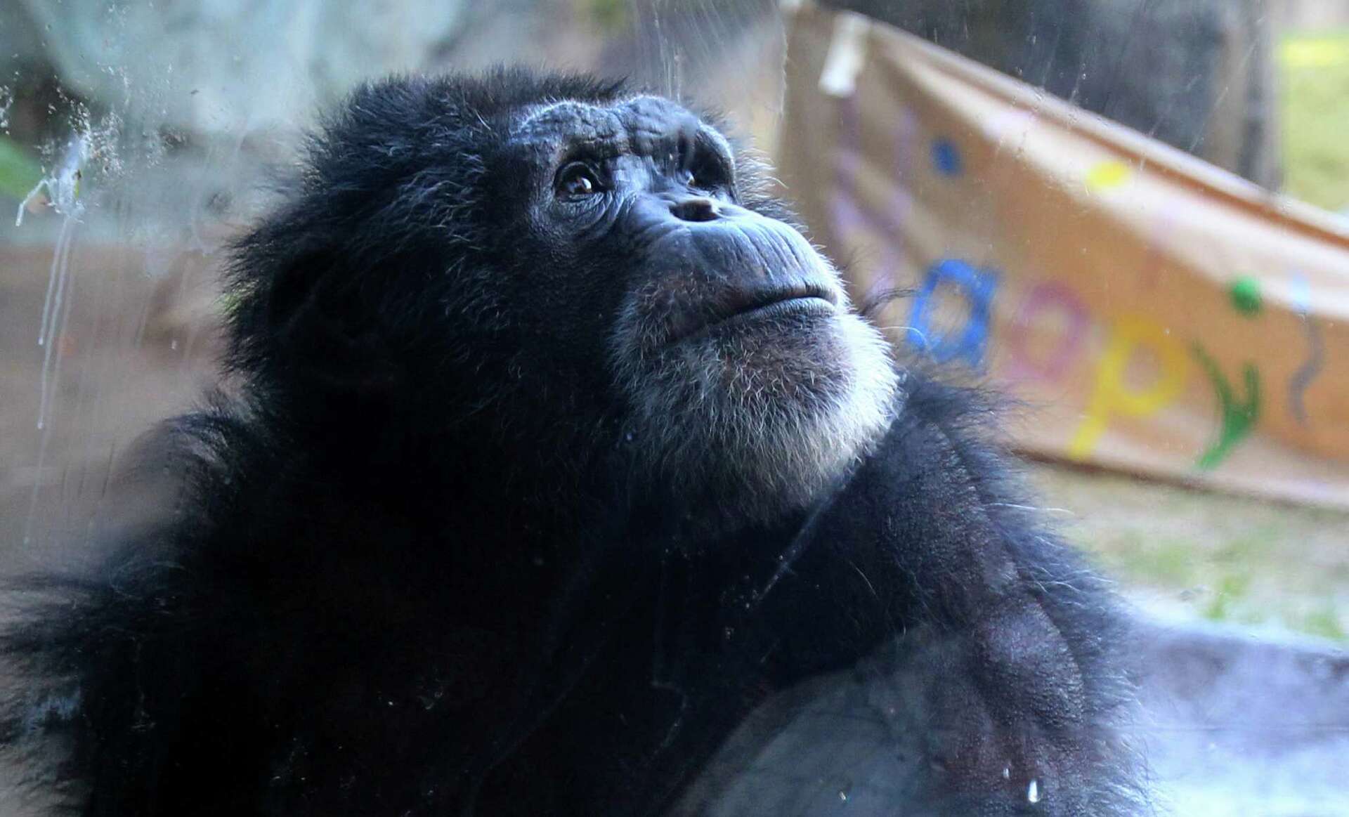 6 chimps from private home enter much larger world at Houston Zoo