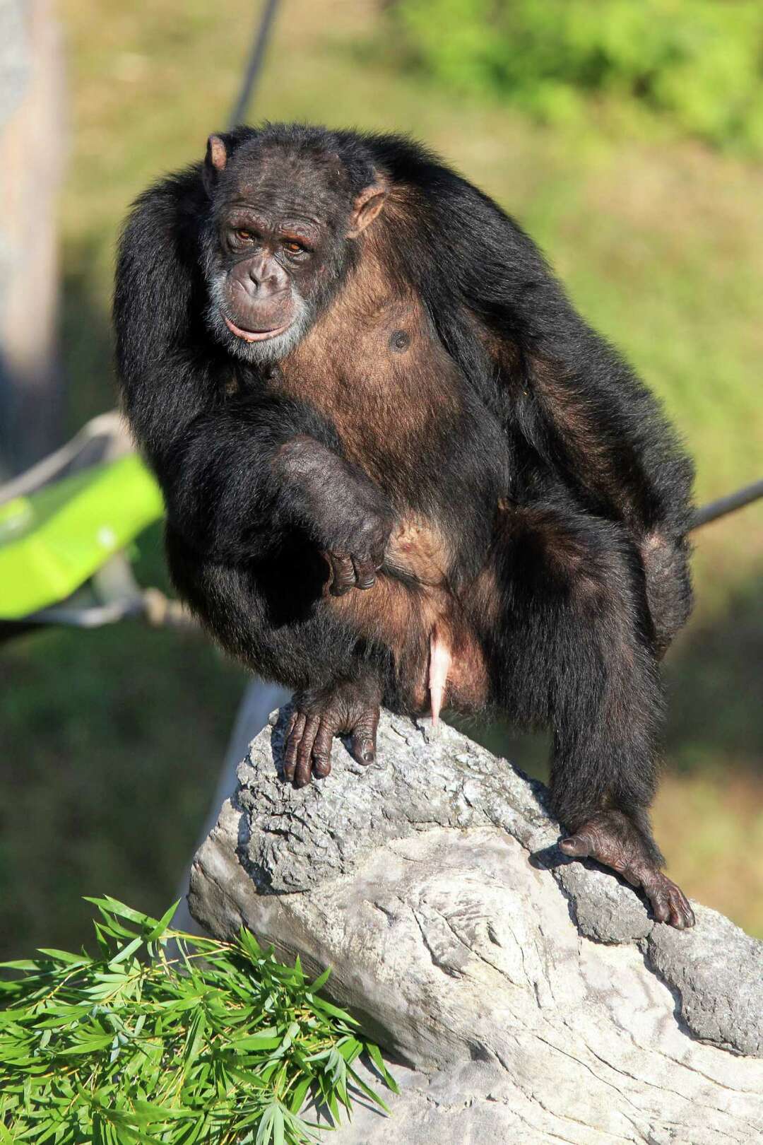 6 chimps from private home enter much larger world at Houston Zoo