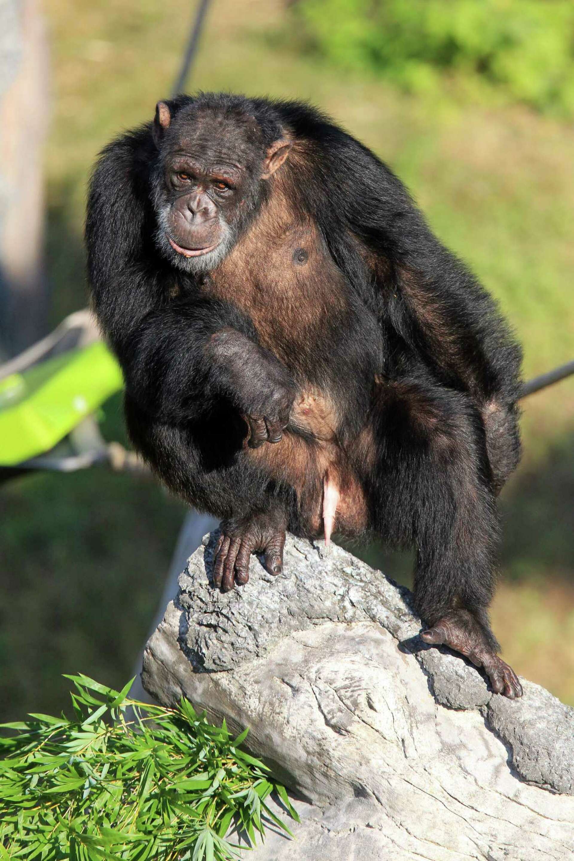 6 chimps from private home enter much larger world at Houston Zoo
