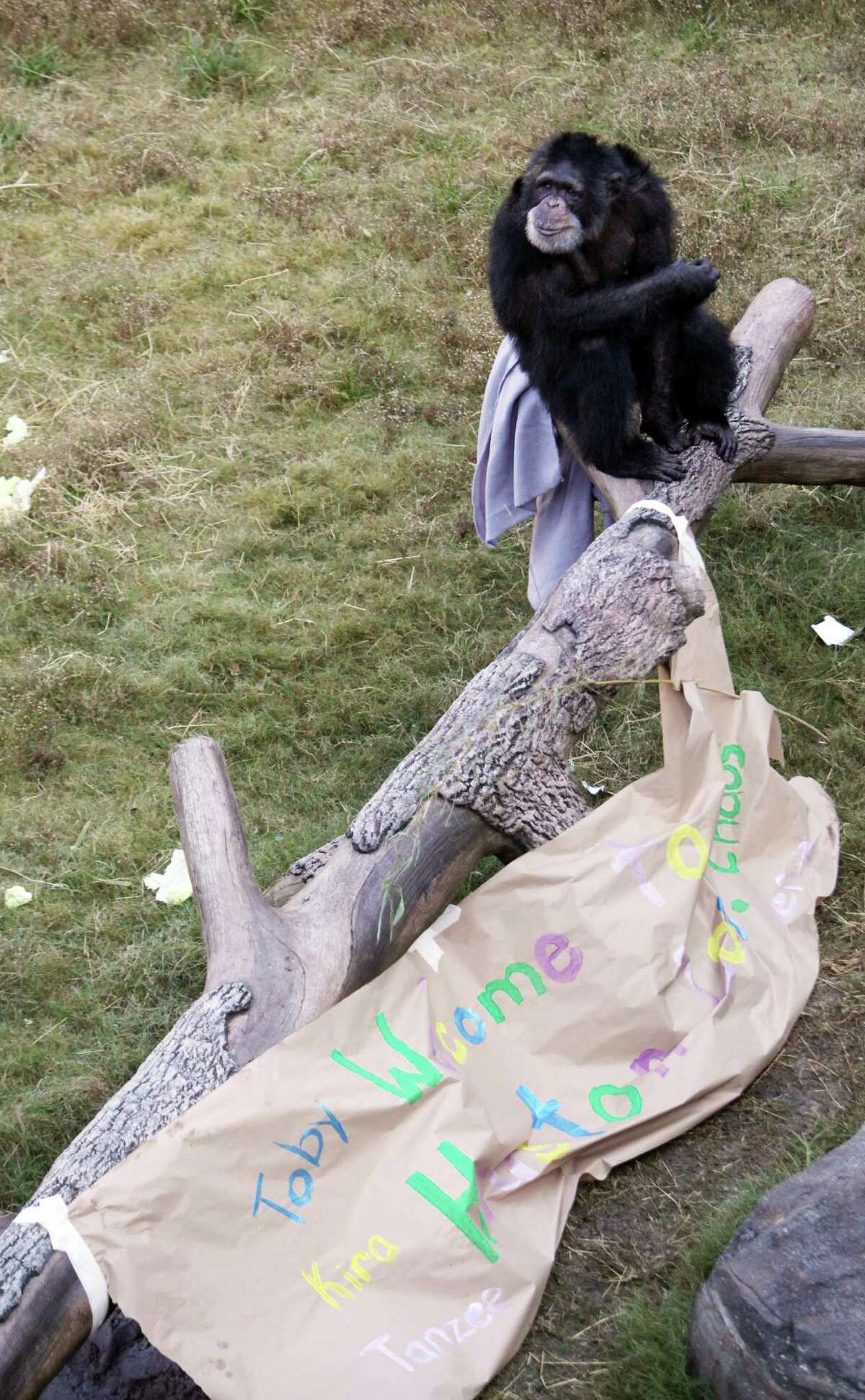 'Highly endangered' primate born at Houston Zoo