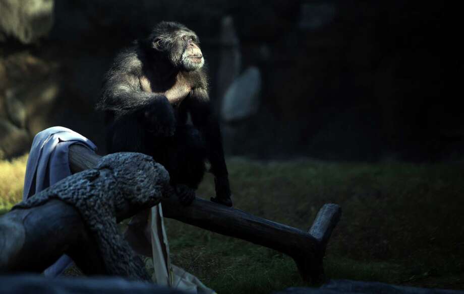 'Highly endangered' primate born at Houston Zoo - Houston Chronicle