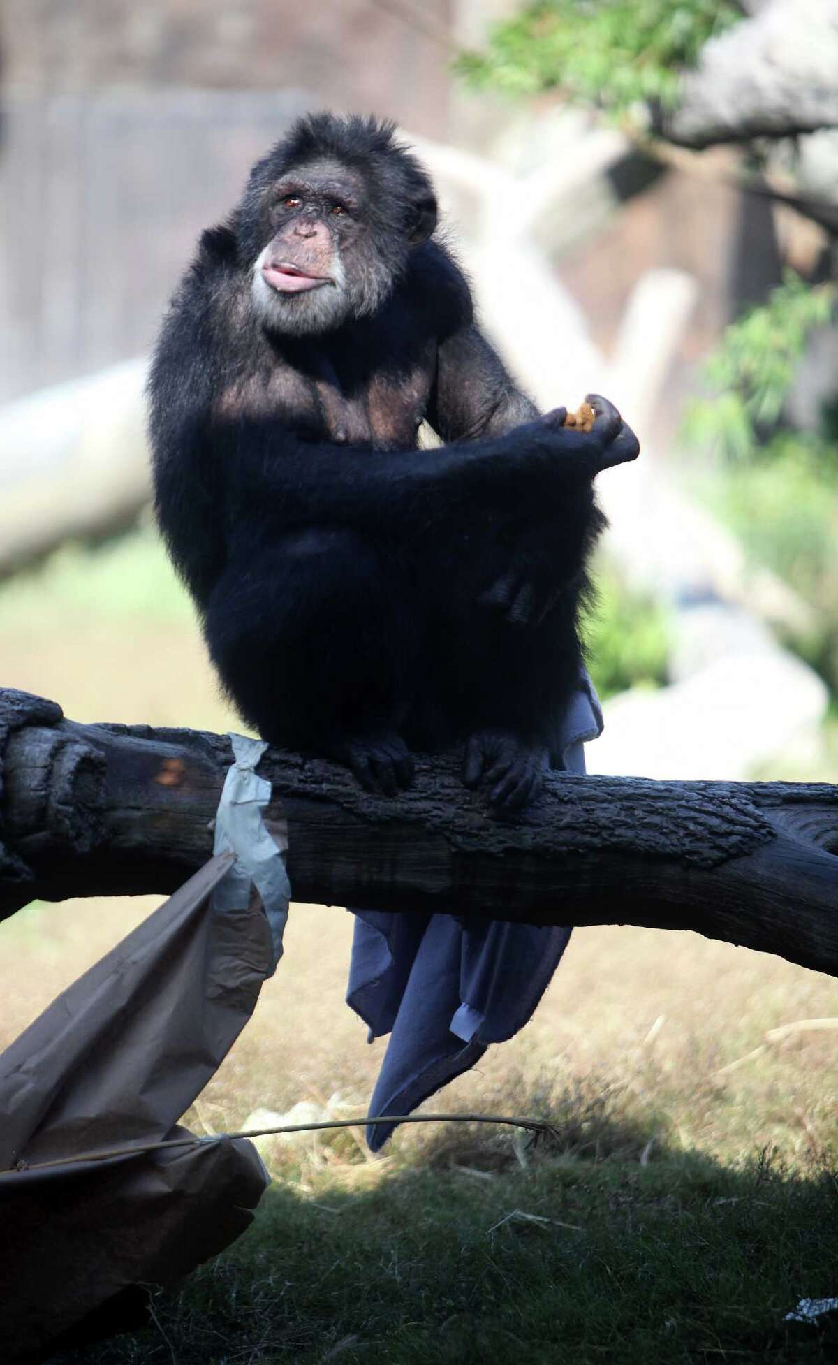 'Highly endangered' primate born at Houston Zoo