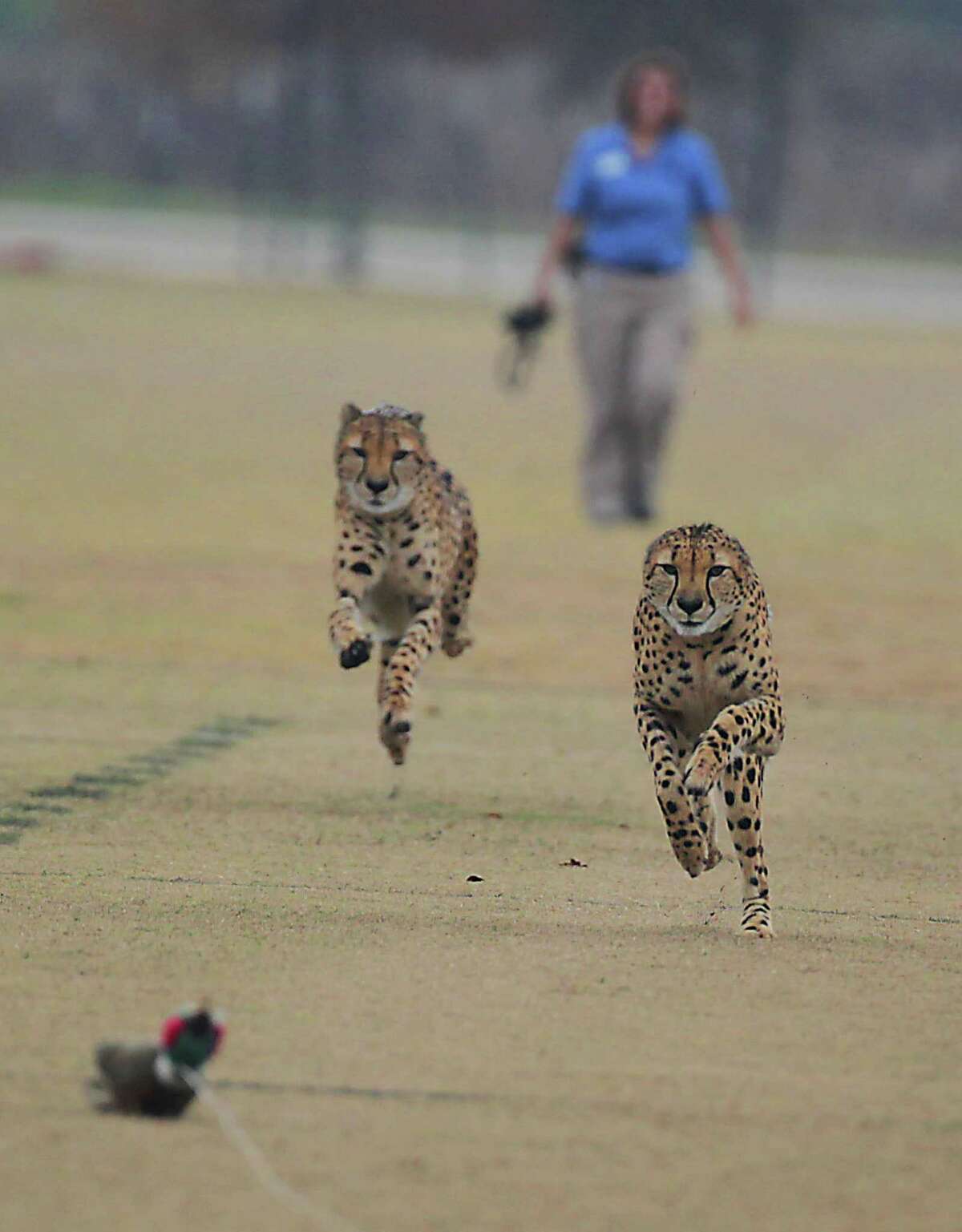 Houston Zoo lets cheetahs run free at Dynamo practice field
