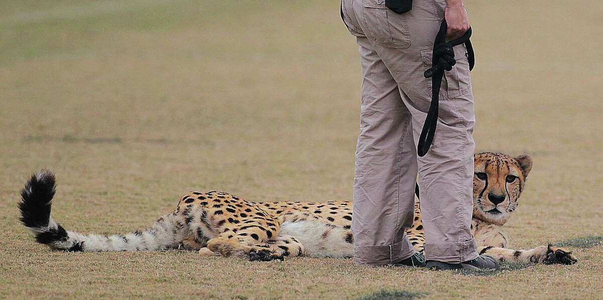 Houston Zoo lets cheetahs run free at Dynamo practice field