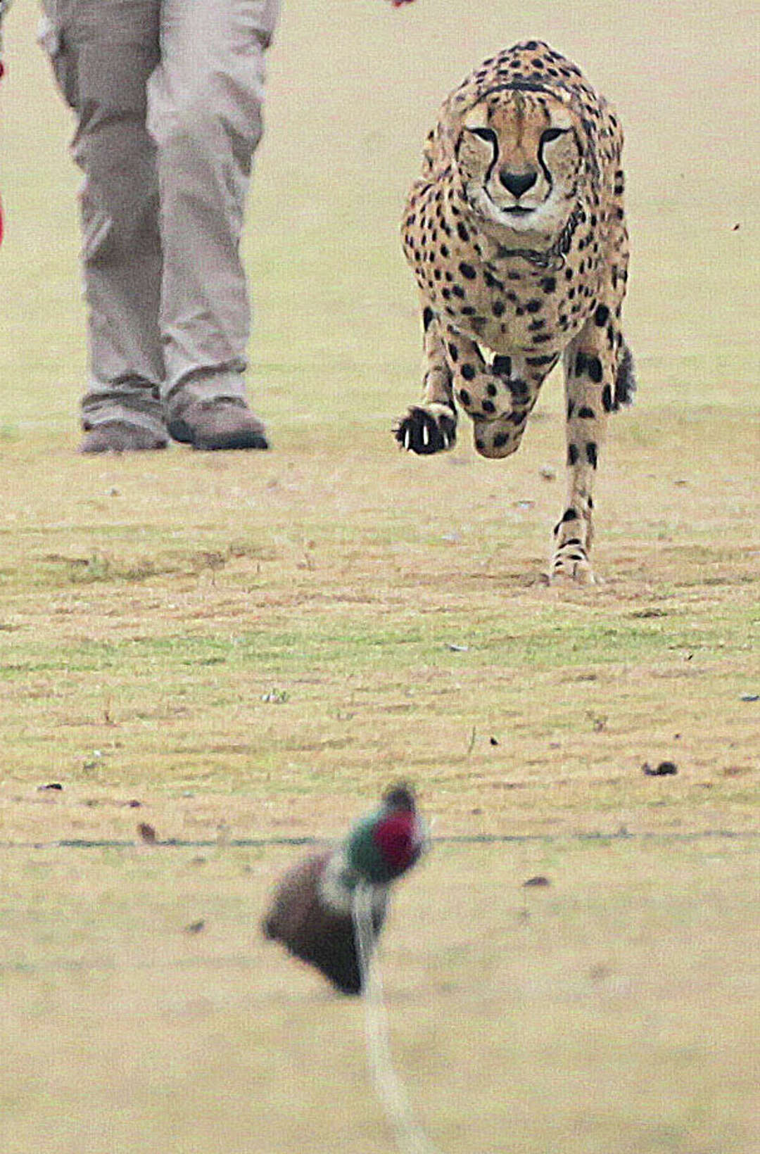 Houston Zoo lets cheetahs run free at Dynamo practice field
