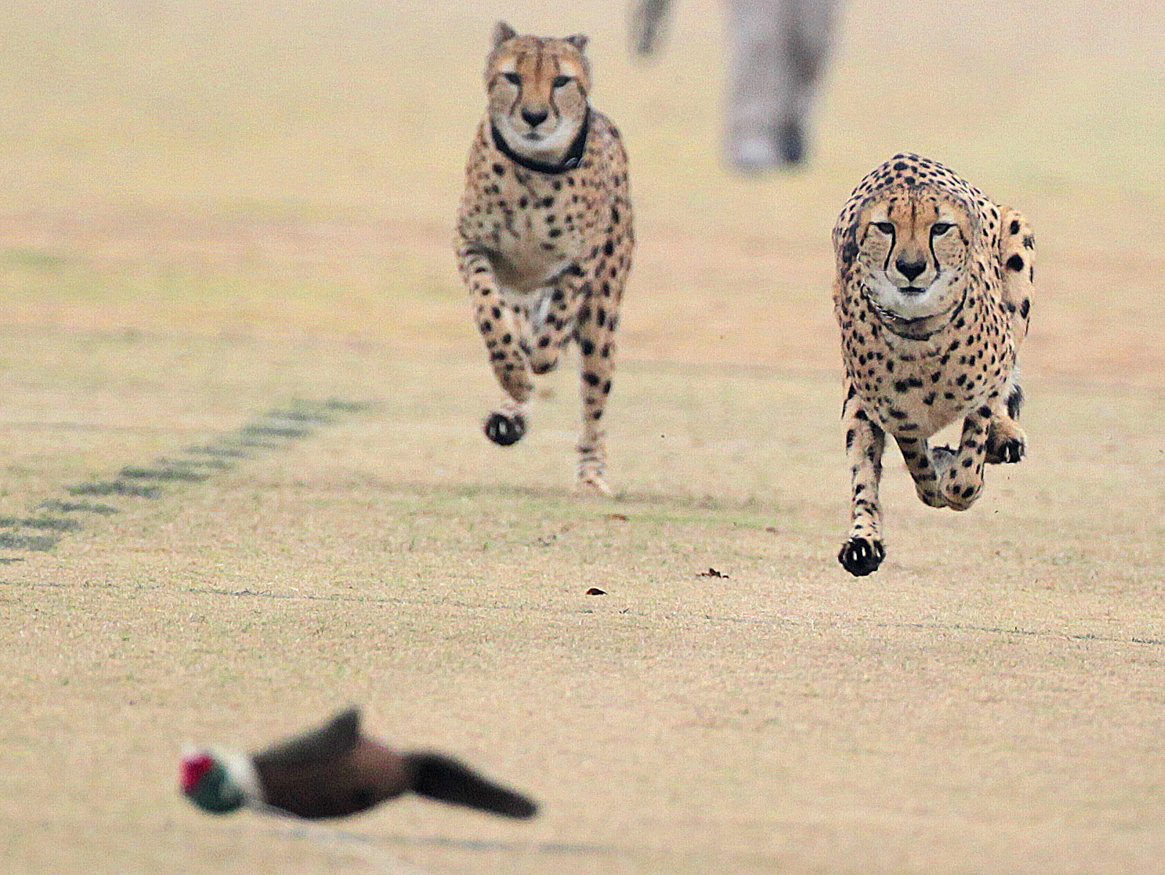 Zookeepers let cheetahs stretch their legs at Dynamo's Houston Sports Park